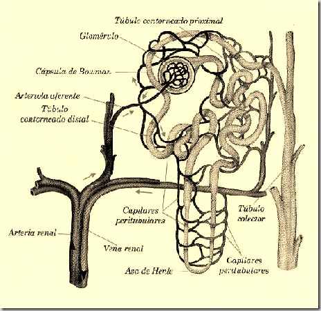 Biogenmol: Una auténtica depuradora en nuestro interior